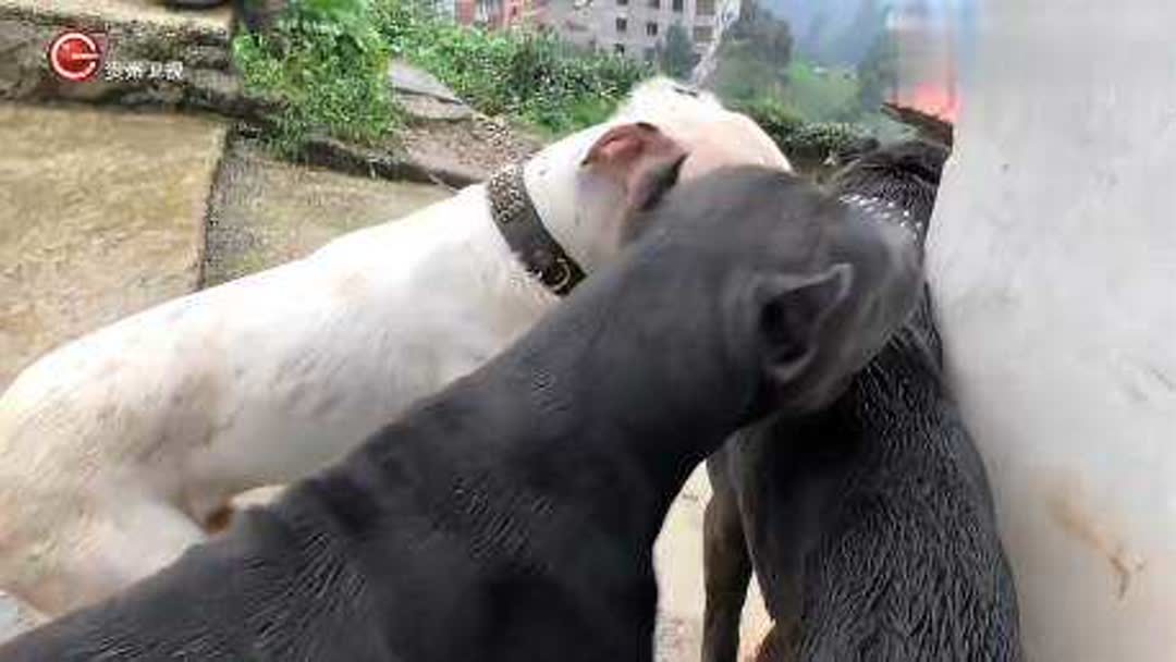 强壮的卡斯罗,大爷训练出来用来打猎,抓十只兔子不是问题