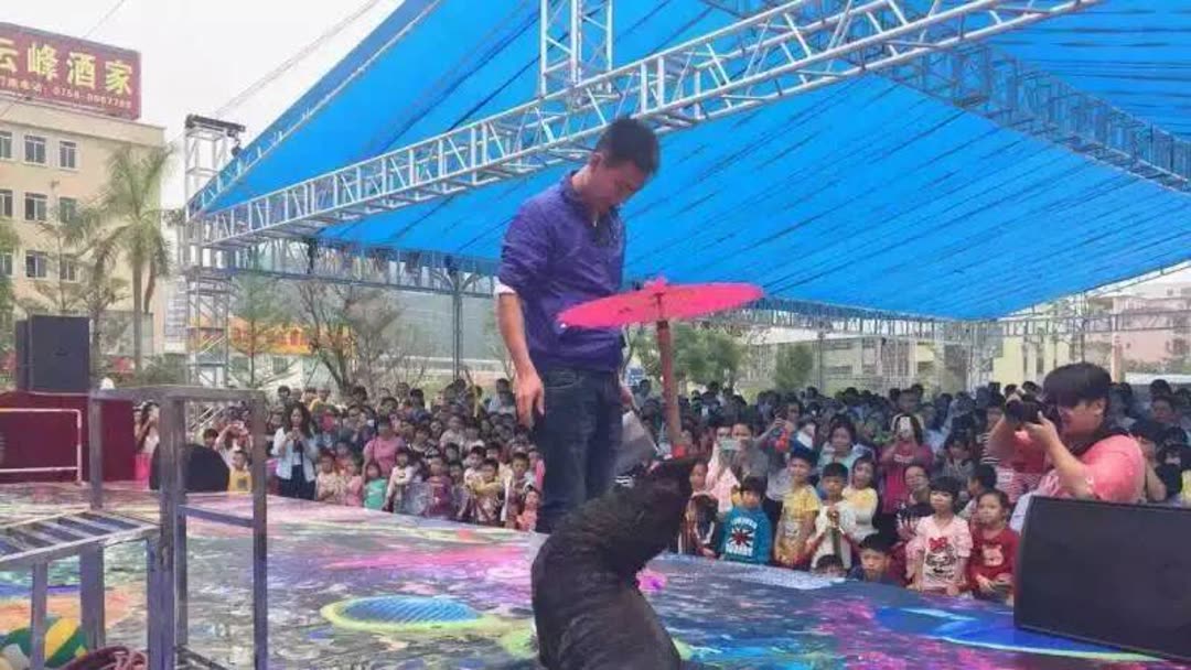 看海狮表演的好不好海狮租赁表演15562315453