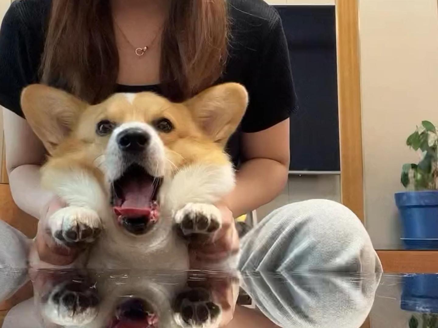 狗子:我是绝对自愿的,小狗跳舞超级可爱