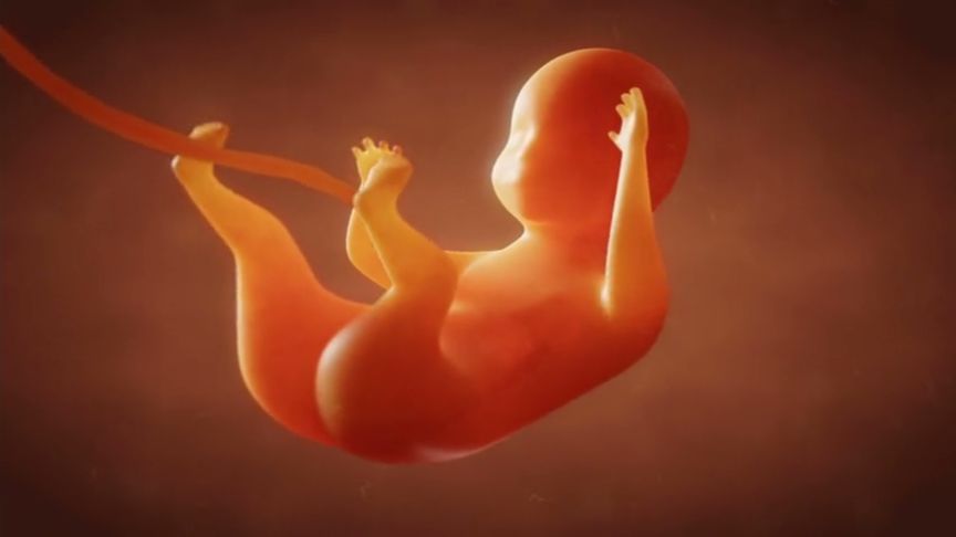一个婴儿发育诞生的全过程,男人用一分钟做了爸爸,女人是一辈子