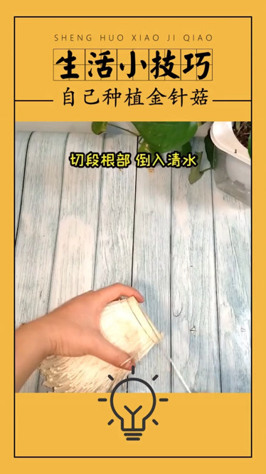 自己在家种植金针菇,干净卫生,吃完还能再长出来