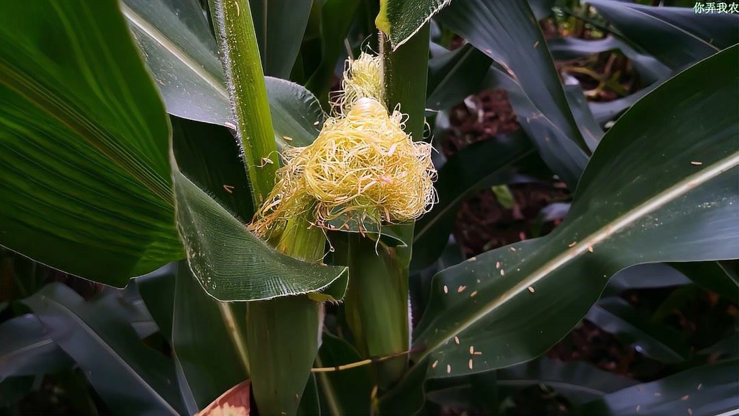 200秒了解玉米的一生,从播种到收获的过程