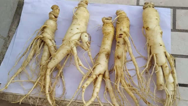 几块钱一根的人参是园参吗,有药用价值吗?今天算长见识了