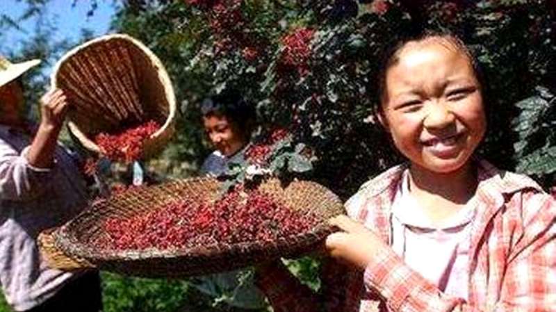 花椒和生姜不只是调料,它们还有这些用处?看完大开眼界!