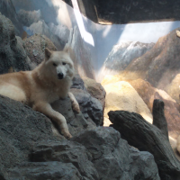 黑乎乎的牛皮糖 