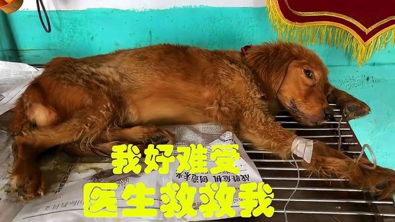 5个月的金毛感染细小,听完狗主人的说的发病原因,小伙瞬间无语