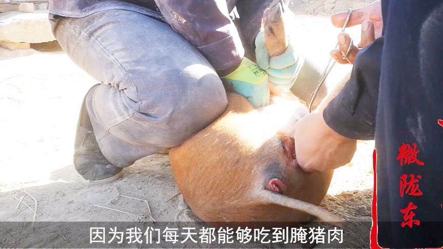 农村小伙下手太狠、16秒的时候猪哭了
