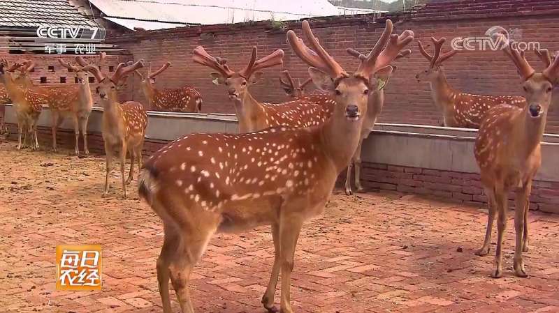 一种全身都是宝的动物,却有极高的药用价值,一斤鹿茸能卖700元