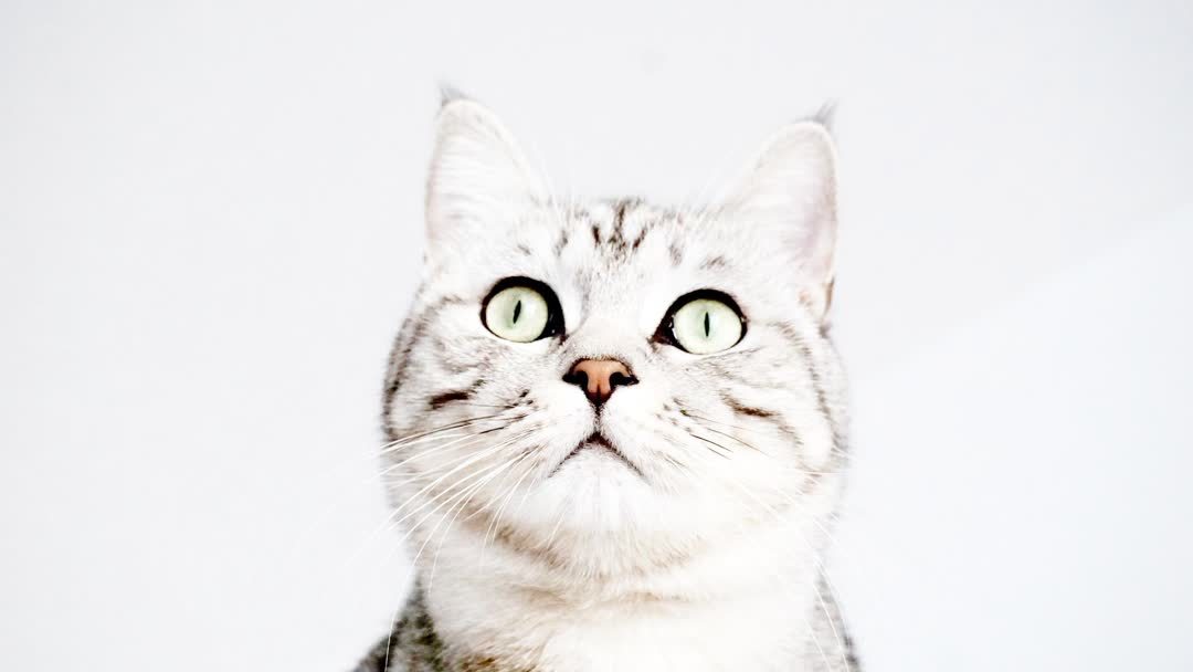 猫咪睡觉前跟主人撒娇哼唧,语气软萌和主人聊天,让人无力抵抗!
