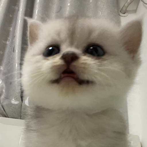大黑C的喵喵 