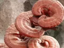 灵芝的作用和功效