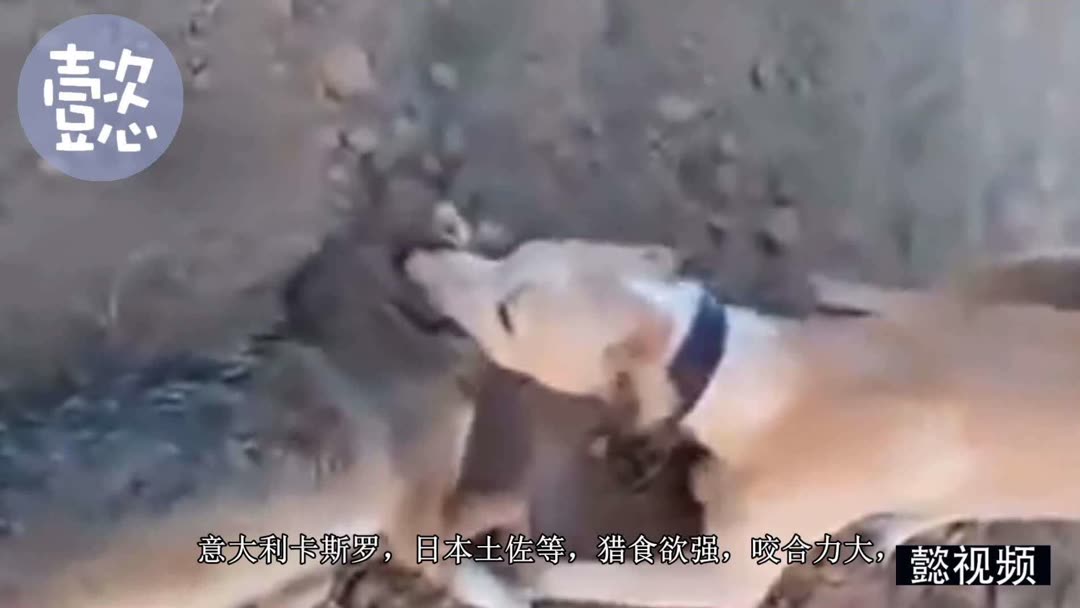 狼和一只狗打架,被狗锁喉了,狼:你等我长大的