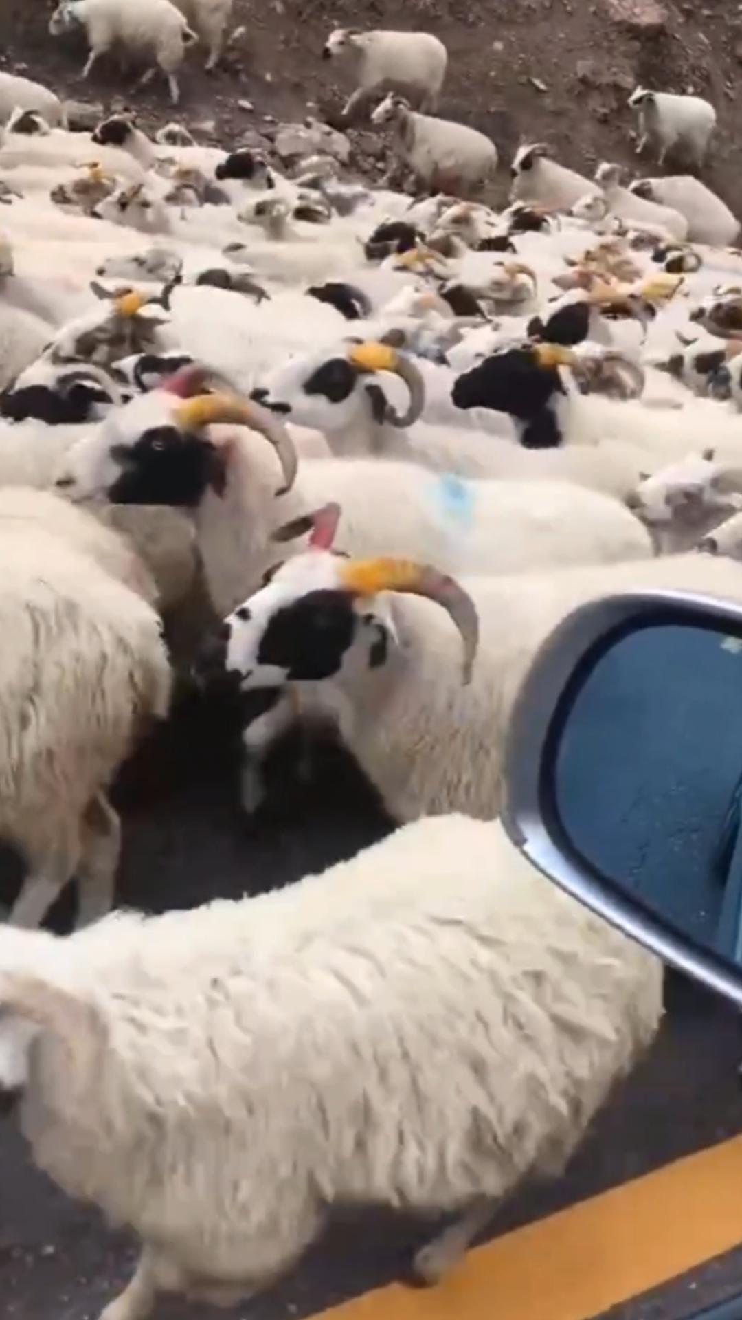 大哥这羊叫学的真是没谁了!小羊:听你这口音不像是本地人啊!