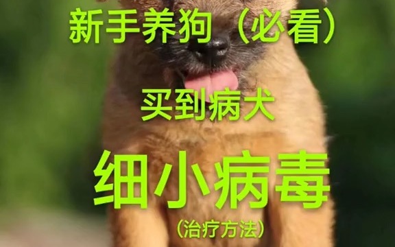 汪星人科学养宠粉丝求助。犬细小病毒治疗。