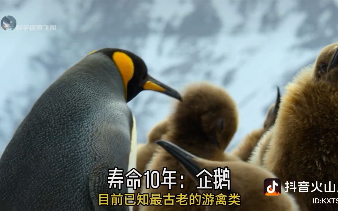 超震撼!现存动物寿命排行榜TOP