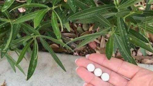 用阿司匹林养花的正确使用方法,你知道吗?做错了养一盆死一盆