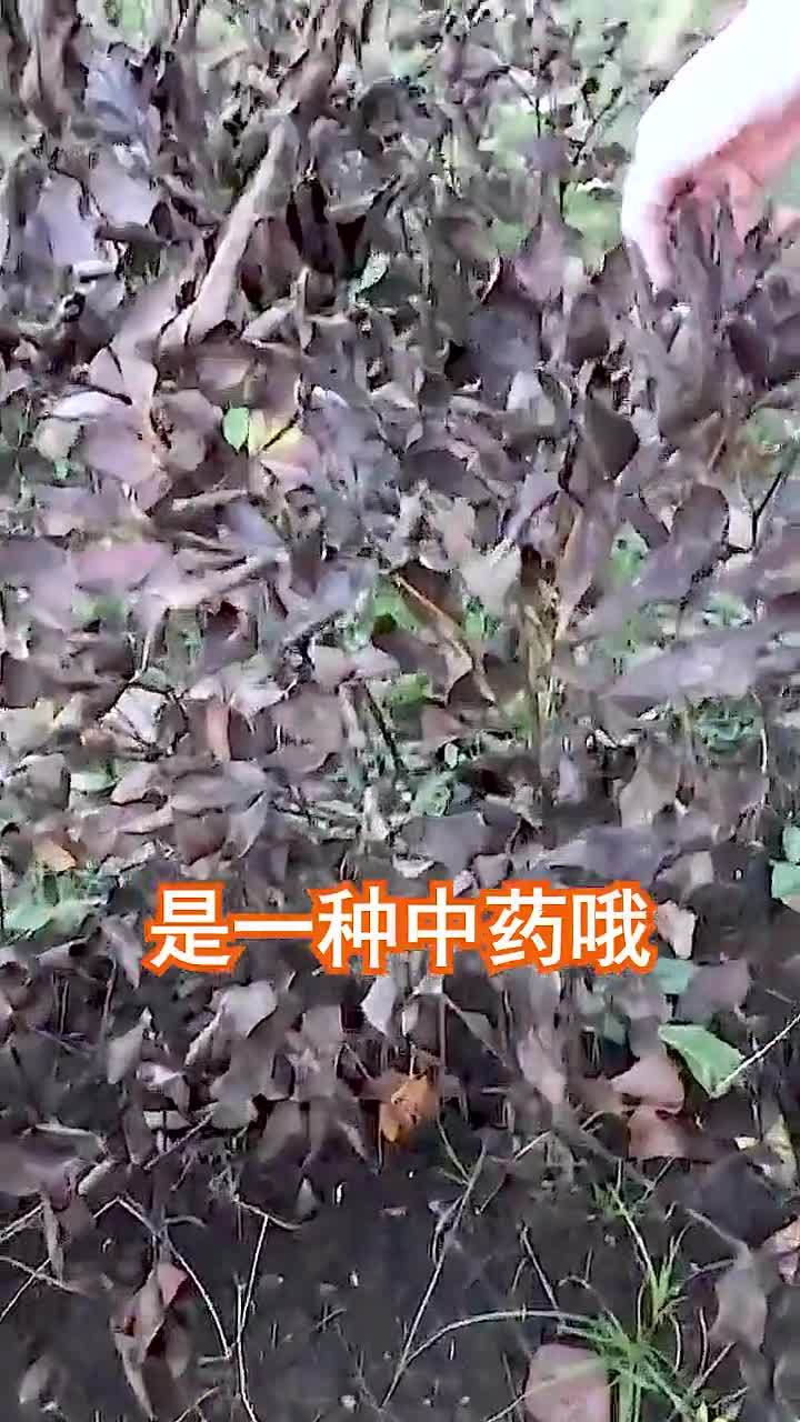 来和我一起认识一下常用中草药赤芍中医养生中药材中草药