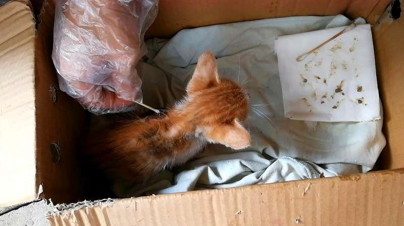 「捡猫」记录第二天,一天消毒换药2次,右眼已消肿