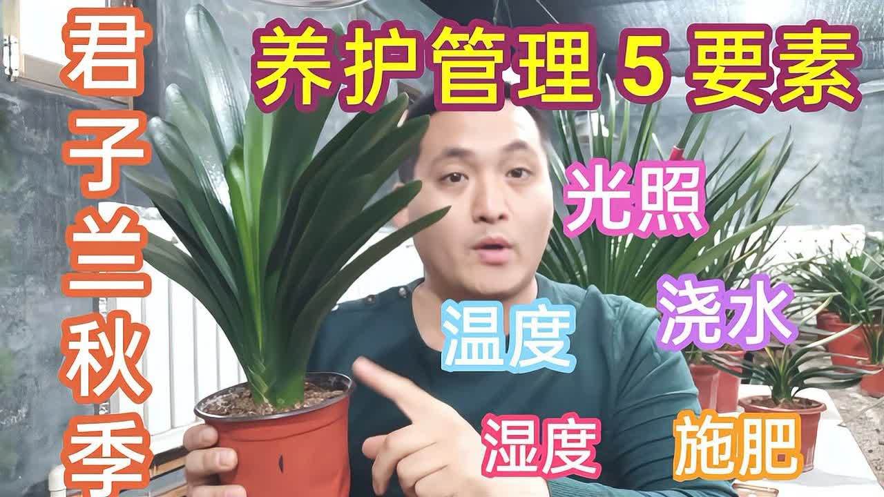 君子兰的秋季养护管理,牢记这"5个"要素,植株壮硕,开花艳!