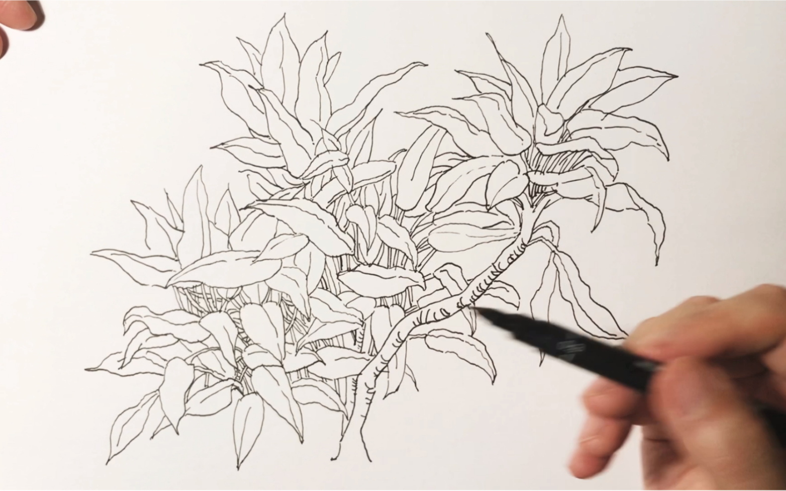 绘画练习真不能停,钢笔画手绘植物,如何用最少的线条画出美感?