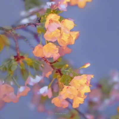 爆笑芭乐菌 