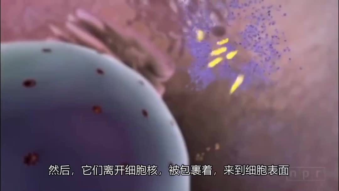 医学3D动画:喷嚏中的病毒是如何入侵你的身体的?