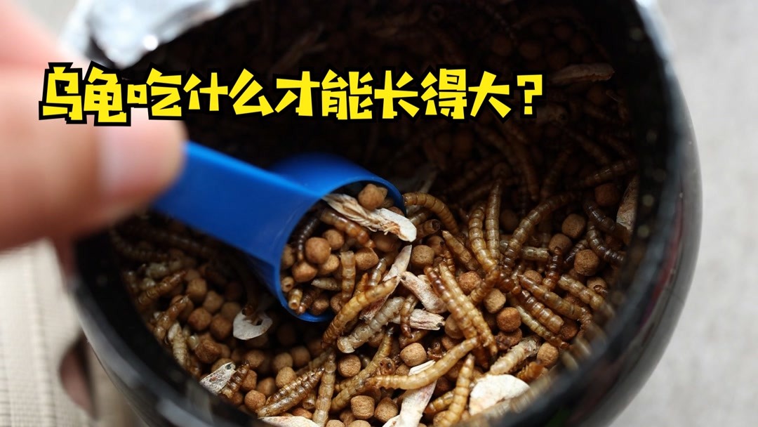 你家的乌龟为什么不吃食呢?一起了解它的生活习性吧!