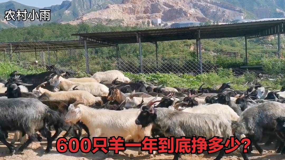 农村养羊大户投资50万养600只羊,小雨告诉你真实利润,还真不少
