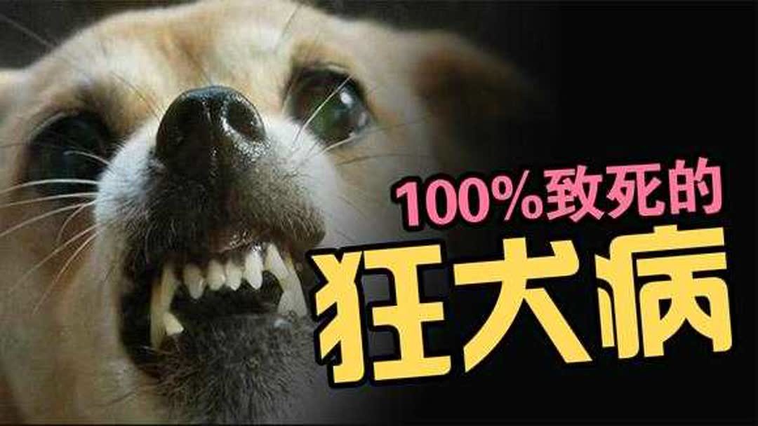 "狂犬病"有多致命?被狗咬了一口,又该如何自救?
