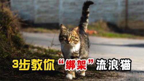 遇到流浪猫想带回家,教你三招!