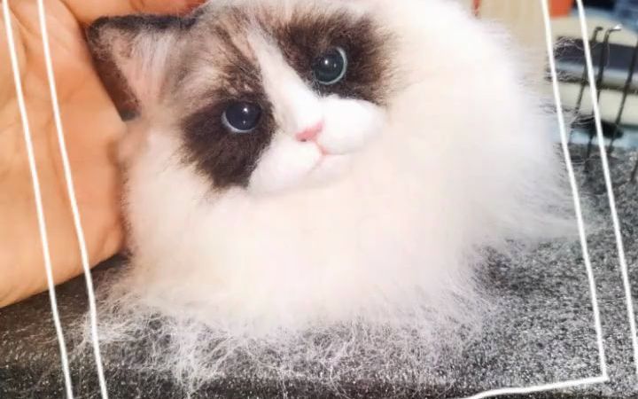 【羊毛毡定格动画】我也想要一只仙仙的布偶猫…