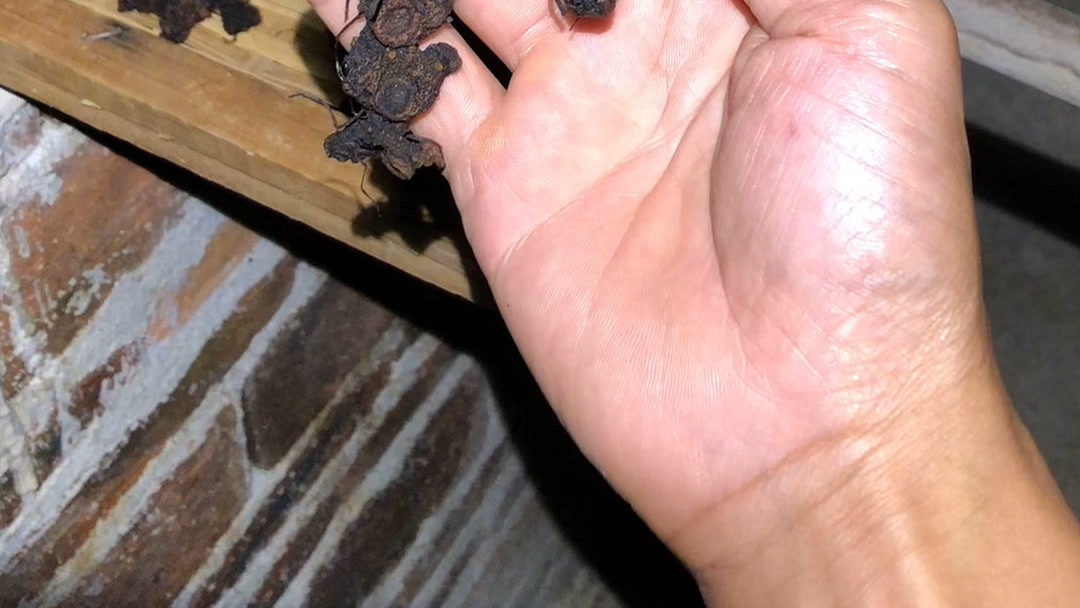 九制野生黄精,反复九次蒸晒而成,功效具有:滋阴润肺,壮阳补肾,降三高,...