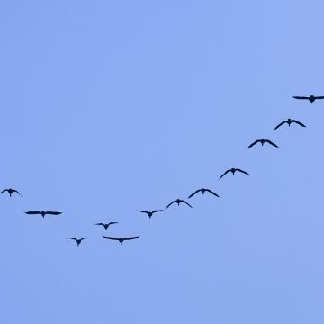 敏锐白云JU 