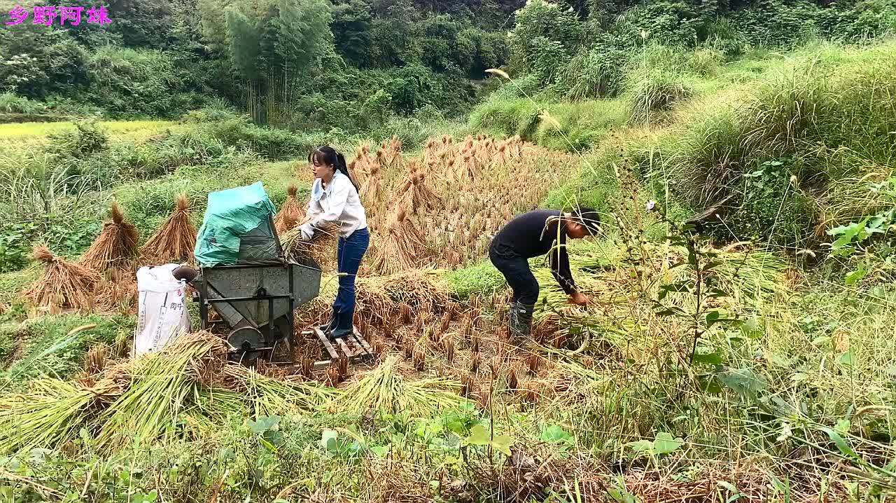 全家出动收稻谷,连续下雨导致稻谷在田里发芽了,今年太难了