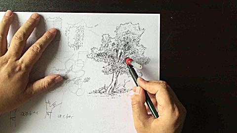 xs园林景观建筑手绘植物树示范1