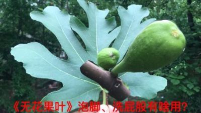 "无花果"比无花果还值钱,无花果叶有哪些妙用?一起了解下!
