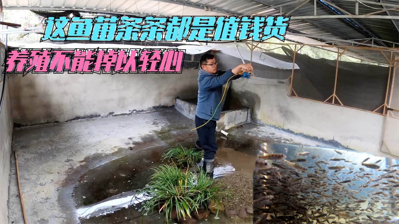 足足5000多尾溪石斑鱼苗投入仿生栖息所,这鱼不简单,条条都值钱