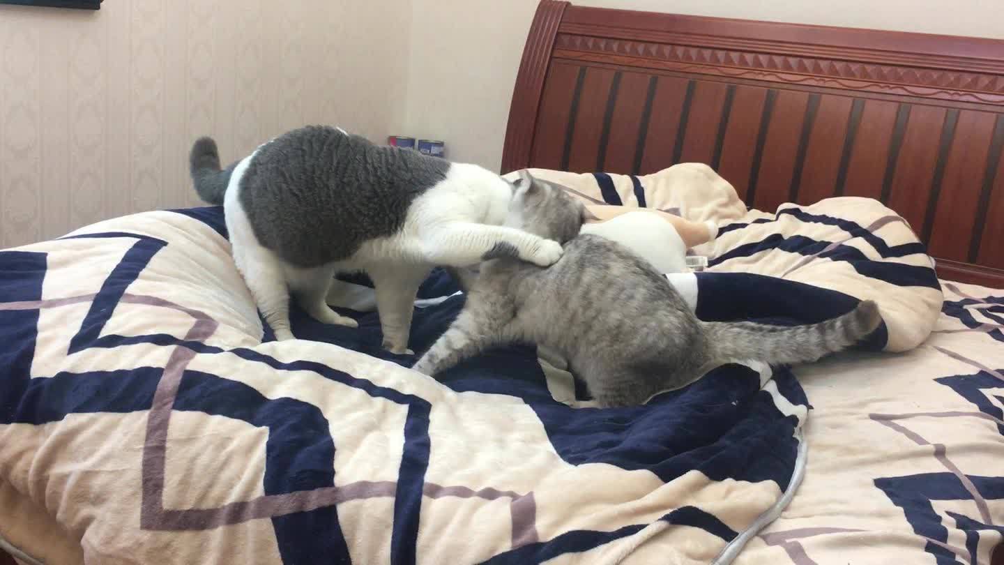 猫咪们在铲屎官床上滚床单,铲屎官无奈拍下视频,镜头记录全过程