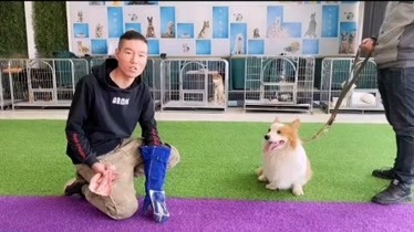 咬人护食的小型犬,训犬师是如何纠正过来!