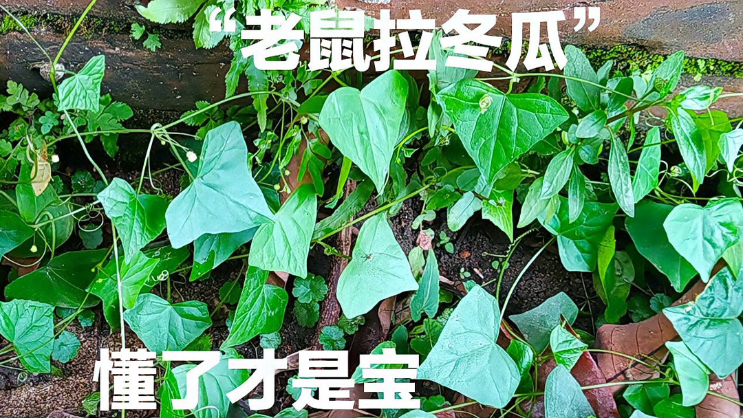 这植物叫“老鼠拉冬瓜”,懂的人当它宝,晒干卖到50元一斤