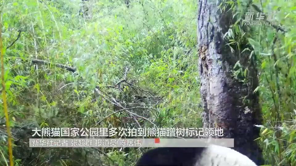 【熊猫蹭树标记领地被多次拍到】日前,大熊猫国家公园绵阳平武王朗...