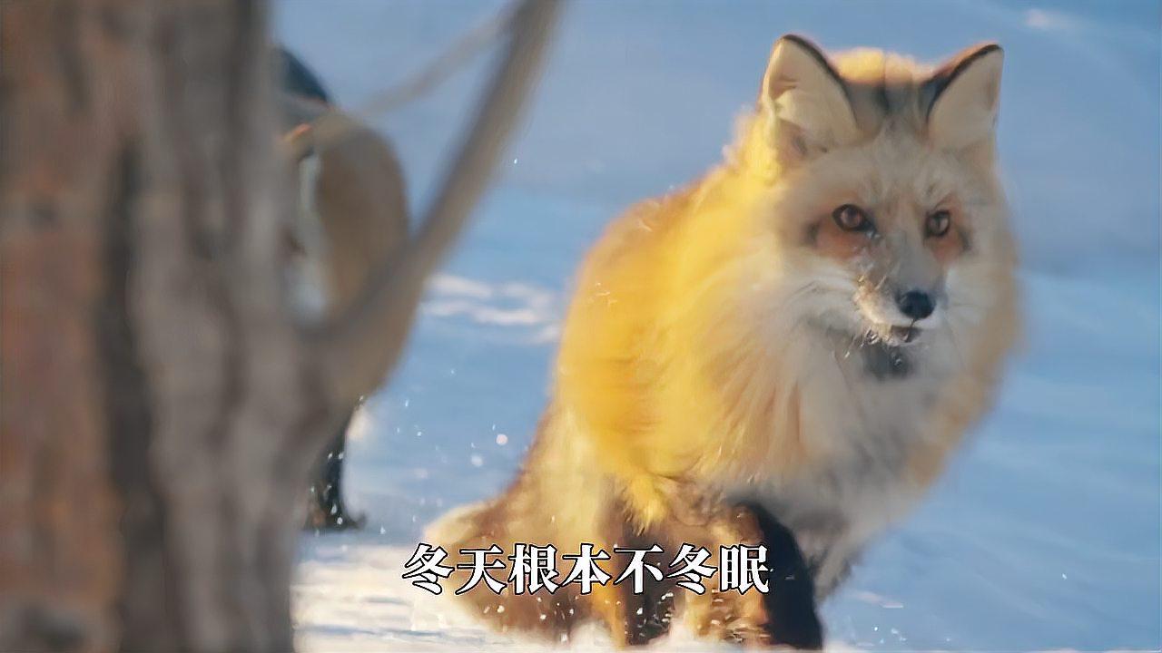 狐狸在雪地捕捉猎物,奇特的捕猎动作,让猎物无处可逃
