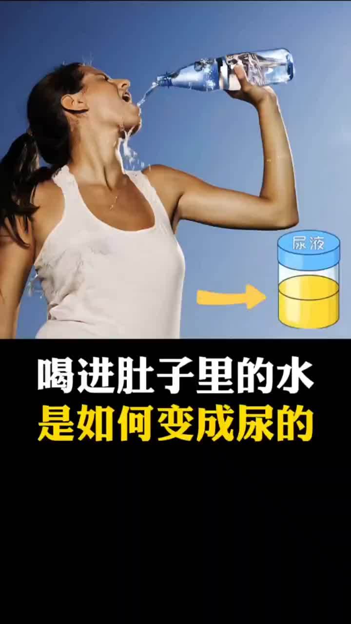 你喝下去的清水,是如何变成了一泡尿的请看水的神奇旅程