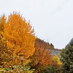 咖啡不加糖121903 