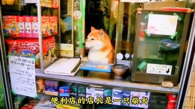"柴犬开了一家便利店,热情好客的服务态度,吸引了全球顾客!