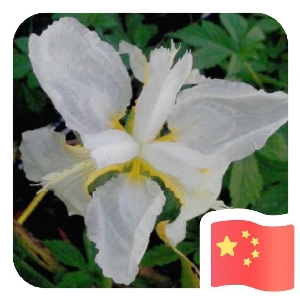 臭豆腐和小西瓜 