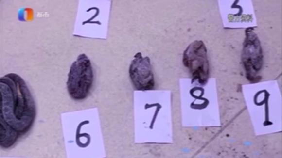 犯罪团伙疫情期间作案,竟非法捕获野生动物,贩卖至各地餐馆