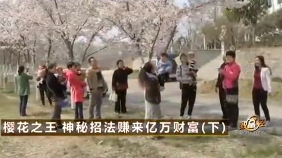 农村小伙种植樱花,8年后年仅26岁,他已经拥有亿万财富了