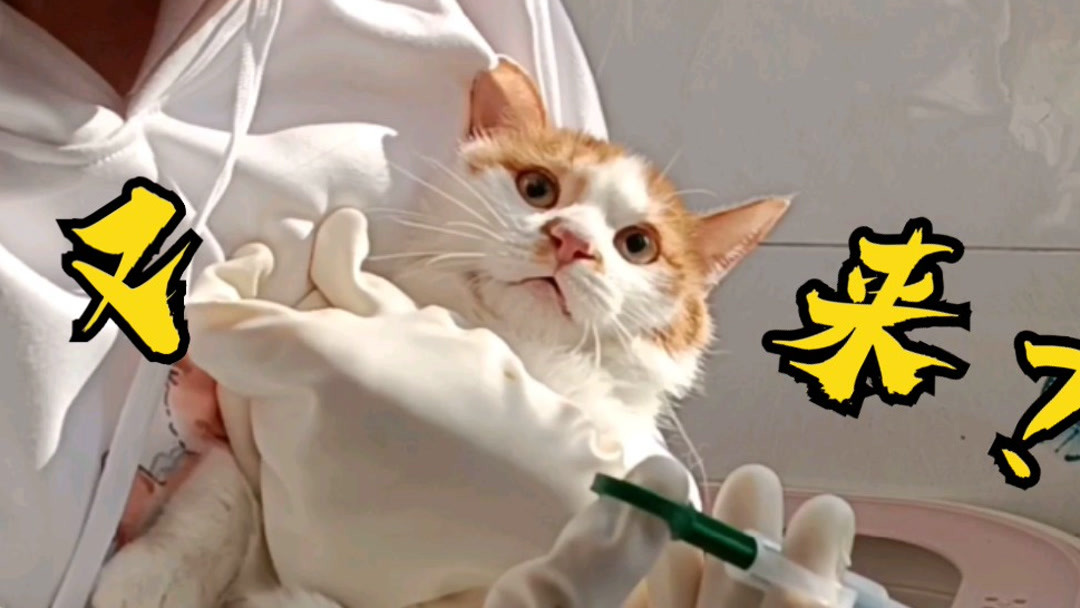 这猫隔着手套把我手咬流血了,然后又把喂药器咬烂了
