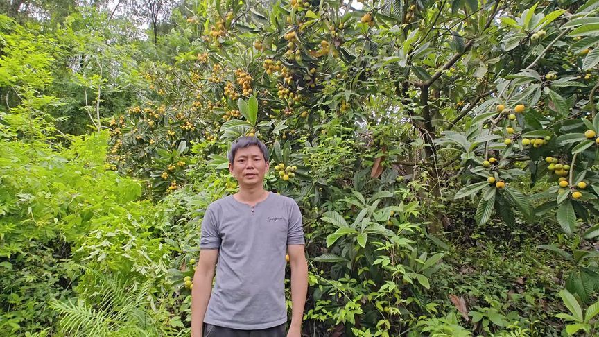 免费吃枇杷咯 周末约上几个好友去枇杷园免费吃枇杷#果园